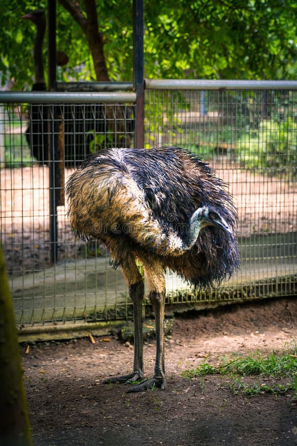 Big Emu Standing Iniside the Fenced Area in Mini Zoo Stock Photo ...