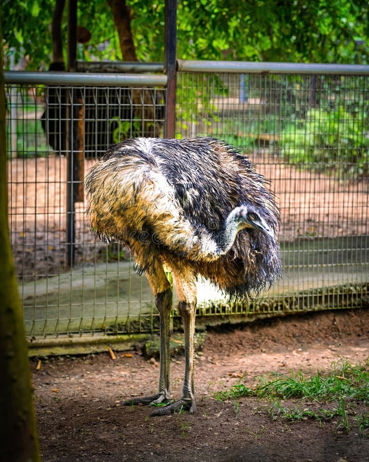 Enormous Emu Stock Photos - Free & Royalty-Free Stock Photos from ...