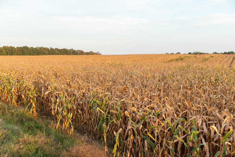 Big endless field of corn stock image. Image of landscape - 299708547