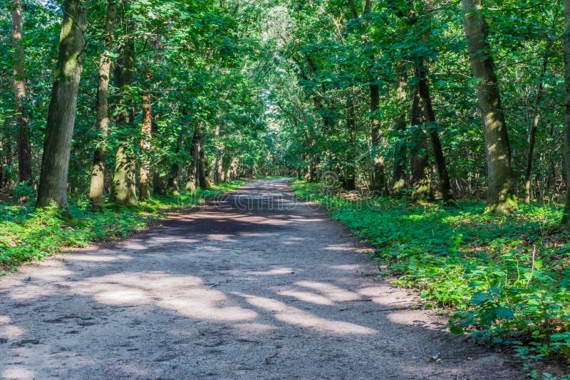 Big Endless Sand Road in Green Forest Landscape Stock Image - Image of ...