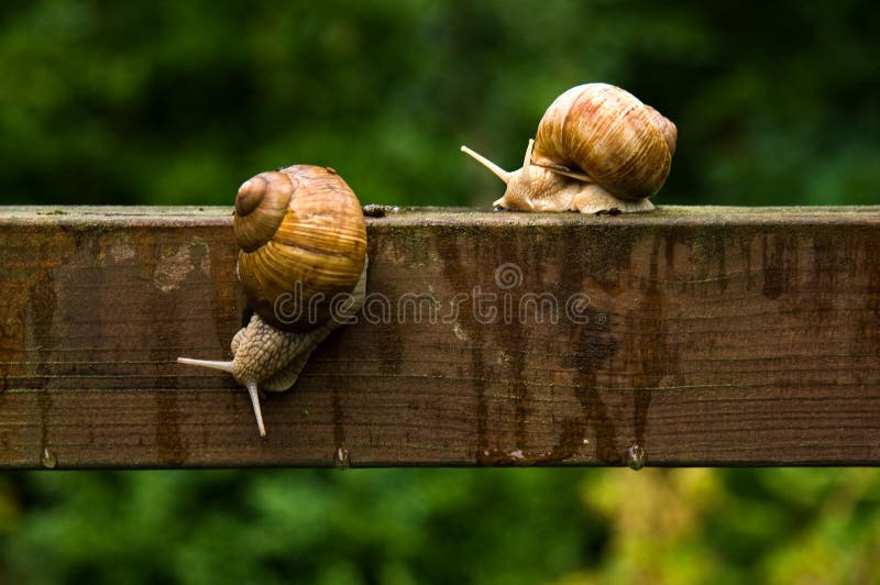 Big Escargot Snails on Wooden Bar in the Rain Stock Image - Image of ...