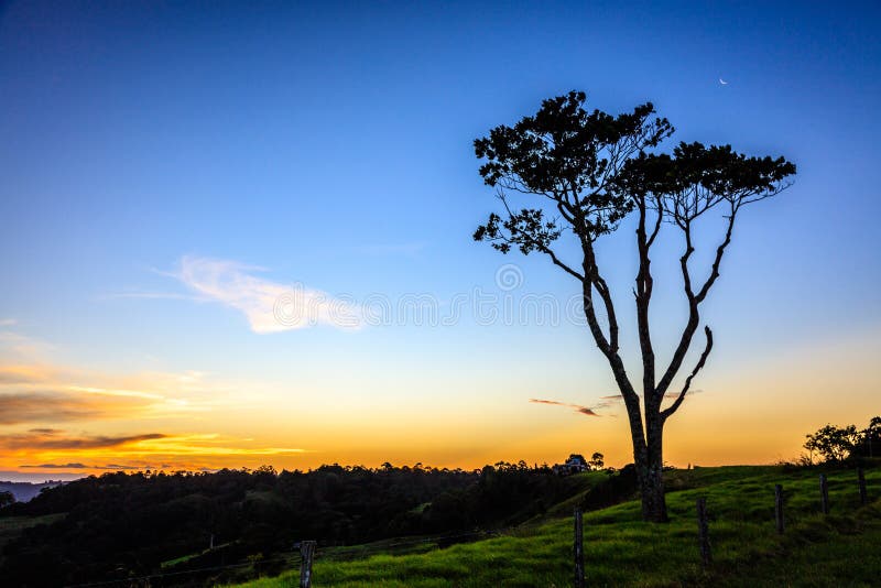 Big Eucalypt Tree at Sunset, Queensland, Australia Stock Photo - Image ...
