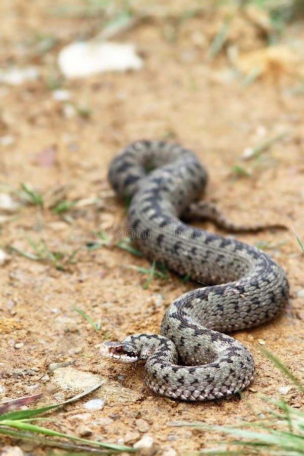 Big european adder stock photo. Image of patterned, close - 58711882
