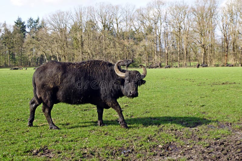 Big European Black Bison in a Field Stock Photo - Image of bison, horns ...