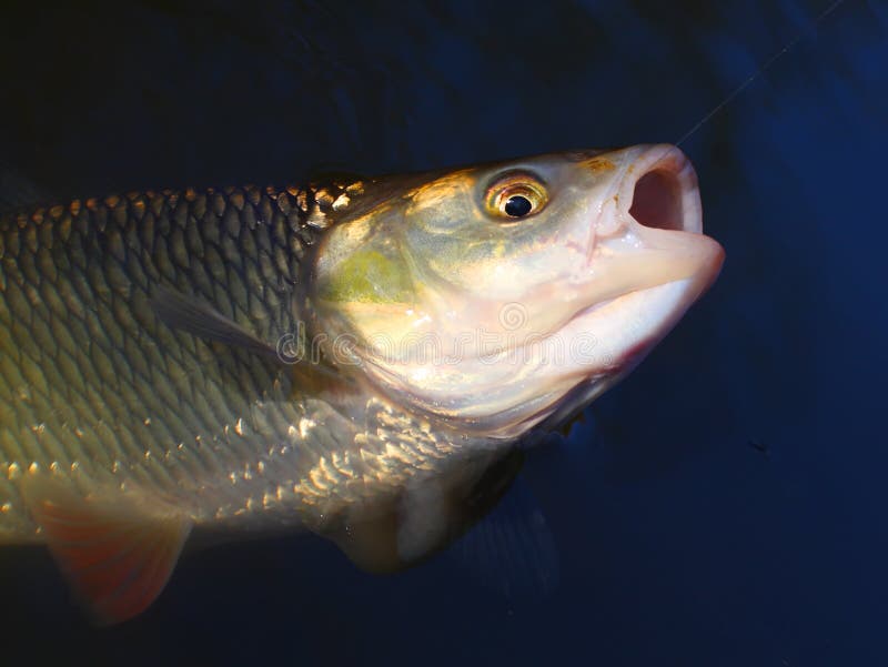 Big European Chub (Squalius Cephalus) Stock Photo - Image of life ...