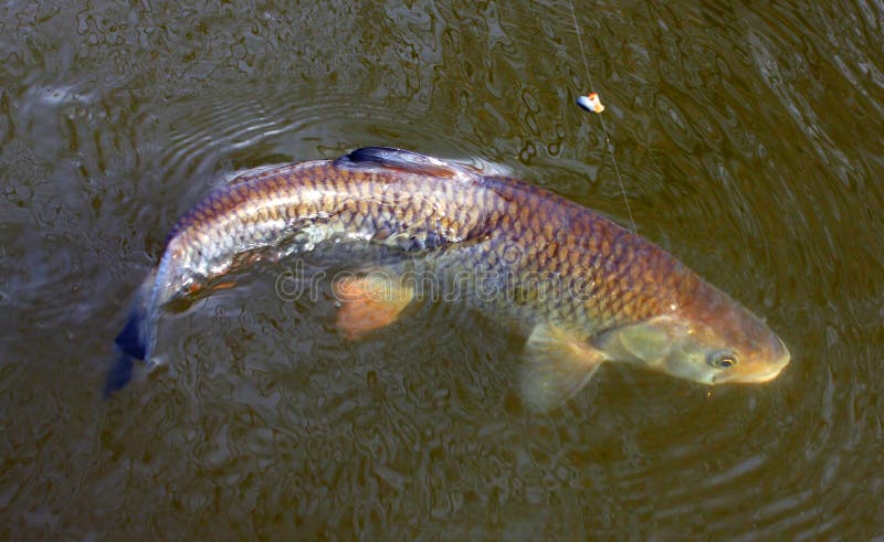 Big European Chub (Squalius Cephalus) Stock Image - Image of level ...