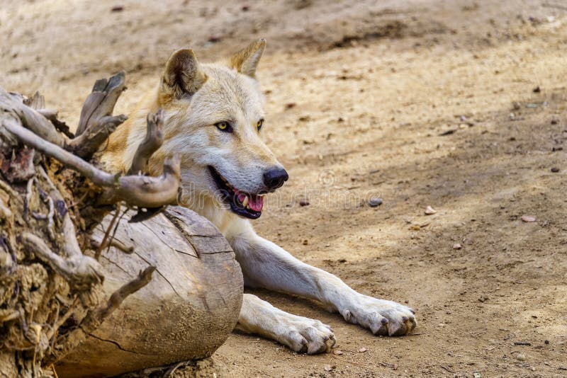Big European Wolf Lying on the Ground Resting on a Hot Day. Stock Image ...