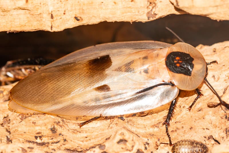 Cockroachon Stock Photos - Free & Royalty-Free Stock Photos from Dreamstime