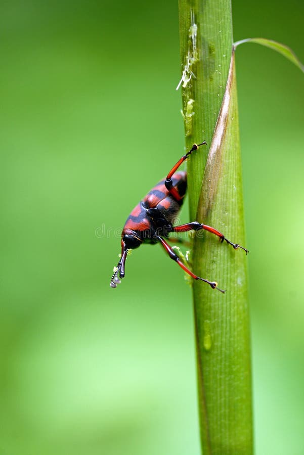 Big exotic weevil stock photo. Image of nature, tropical - 31597132