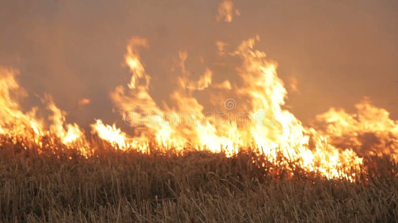 The Big Extensive Fire in the Field Stock Footage - Video of flame ...