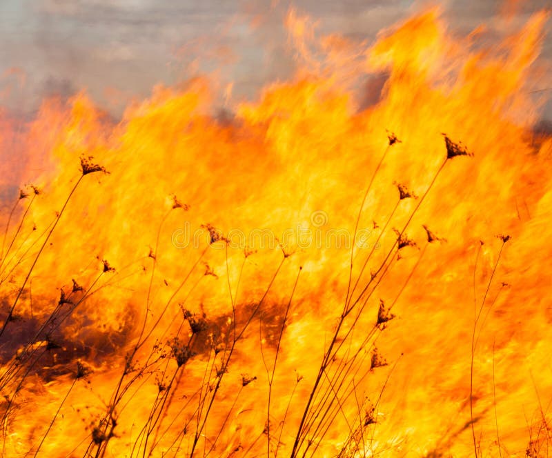 Big fire in the field stock photo. Image of destruction - 179754674