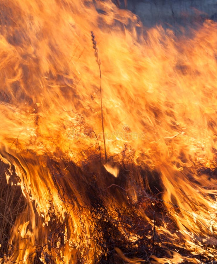 Big fire in the field stock photo. Image of field, arson - 179760228