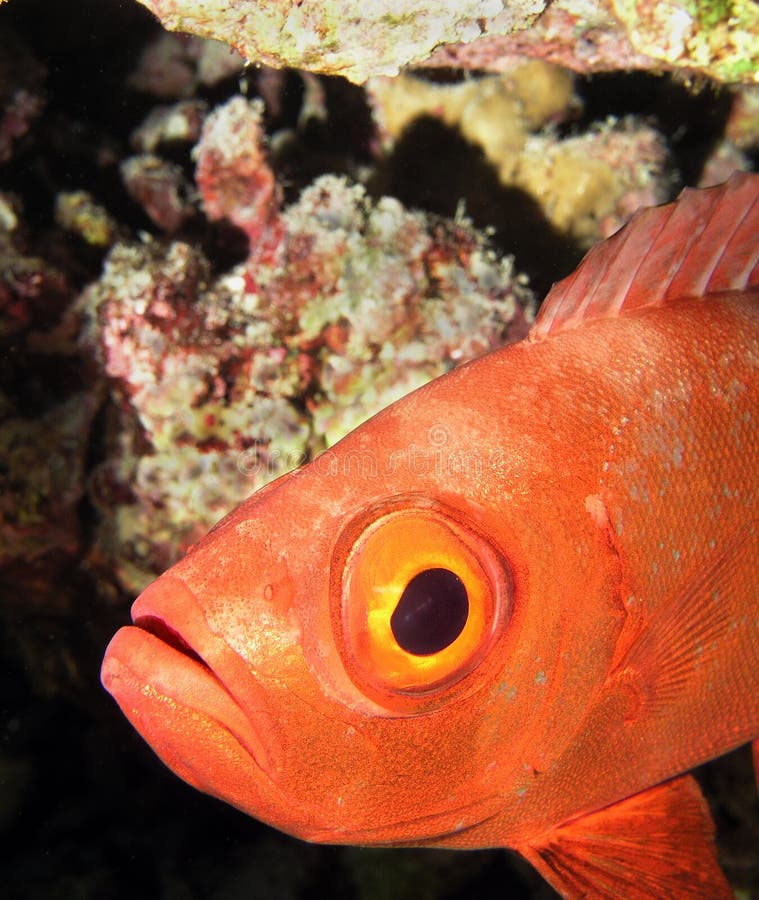 Big eye stock photo. Image of marine, close, tail, scuba - 6934630