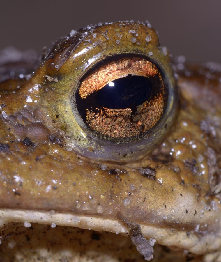 Big Eye of a Brown Frog, Pupil Stock Photo - Image of science, closeup ...