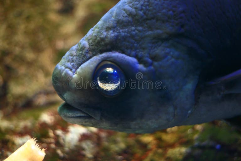 28,908 Big Eye Water Activ Stock Photos - Free & Royalty-Free Stock ...