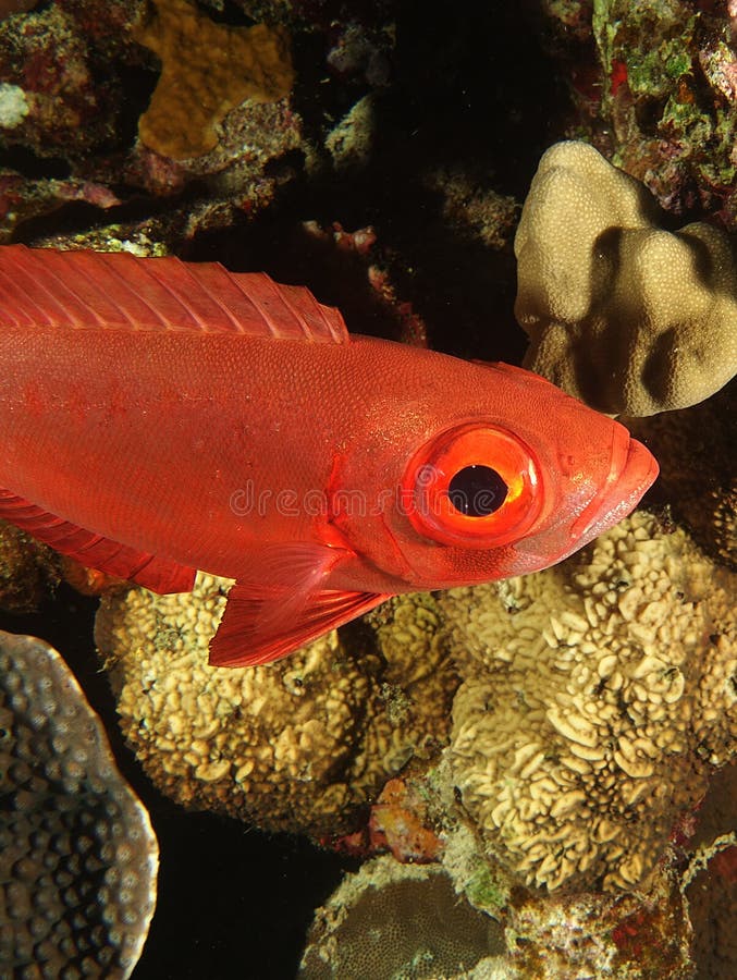Big Eye Red Fish Was Looking Curious Stock Photo - Image of ocean ...