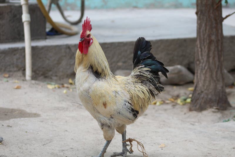 Big eye roster stock photo. Image of fowl, rost, chicken - 240589356