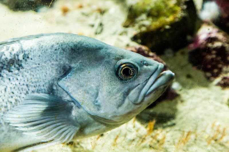 Big Eye Fish Stock Images - Download 4,595 Royalty Free Photos