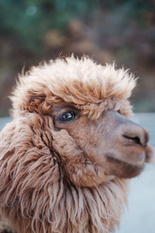 Big eyebrow alpaca stock image. Image of brown, sharp - 293880487