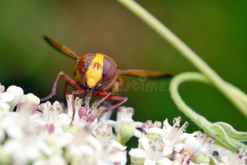 Big eyed fly macro stock photo. Image of harsh, buzz - 124175478