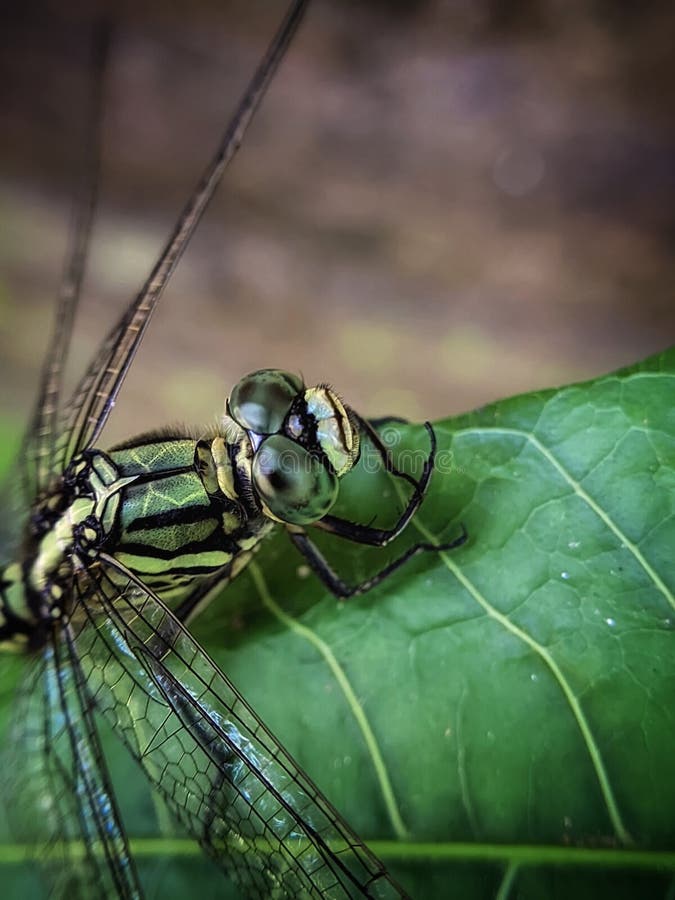 Big-eyed Green Dragonfly on a Green Mango Leaf Stock Image - Image of leaf, bigeyed: 366170001