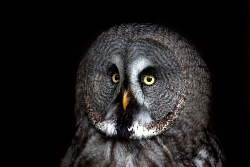 Big eyed owl, staring owl stock photo. Image of intense - 57197316