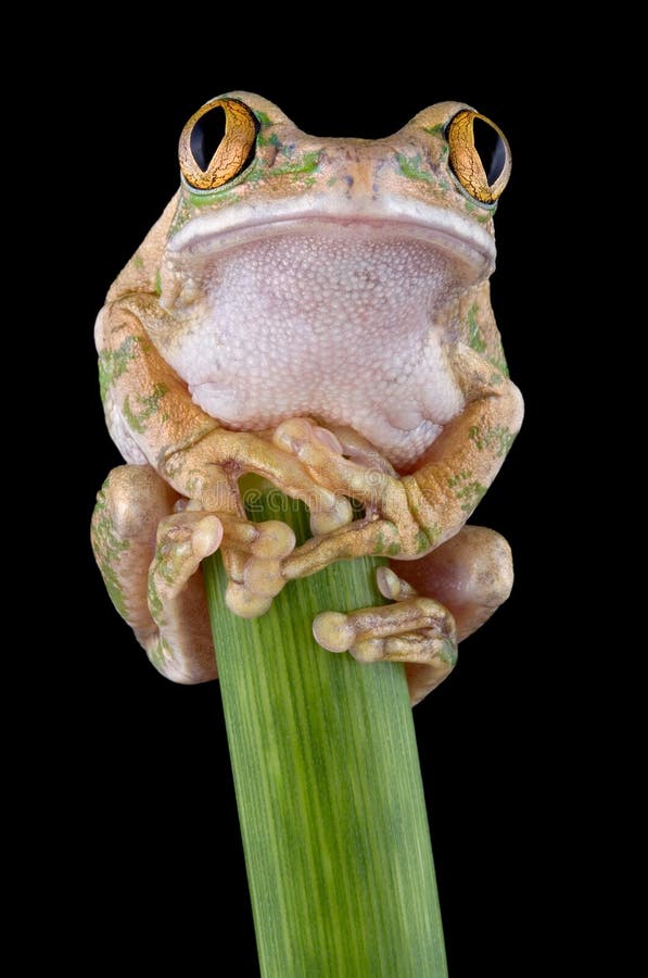 Big-eyed tree frog love stock photo. Image of aster, bulging - 6615274