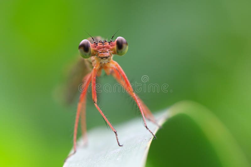 Tokyoensis Stock Photos - Free & Royalty-Free Stock Photos from Dreamstime