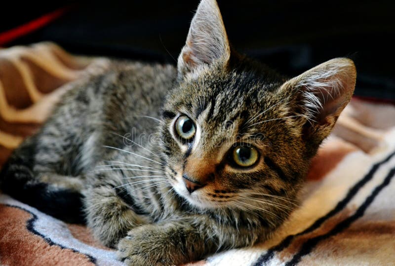 Big Eyes, Beautiful Kitten Looking at Camera Stock Photo - Image of ...