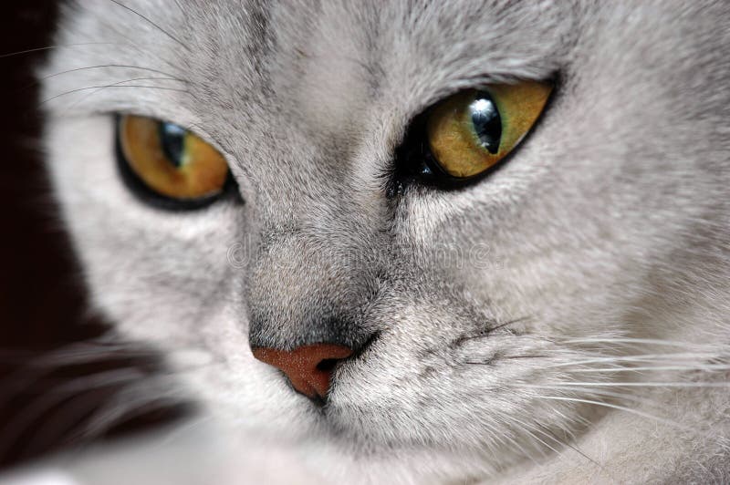Cat with Purple Eyes stock photo. Image of love, loyal - 16006754