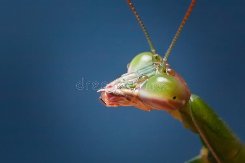 Eyes of a mantis stock image. Image of tree, european - 202303899