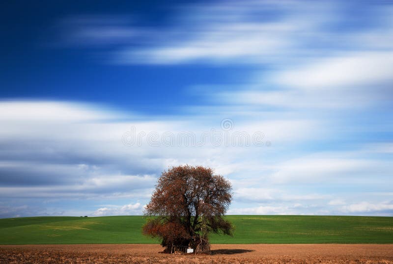 Big fall colors tree stock image. Image of nature, blur - 57089799