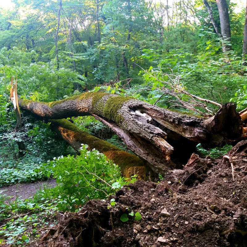 Big Fallen Tree in the Forest Stock Image - Image of tree, branch ...