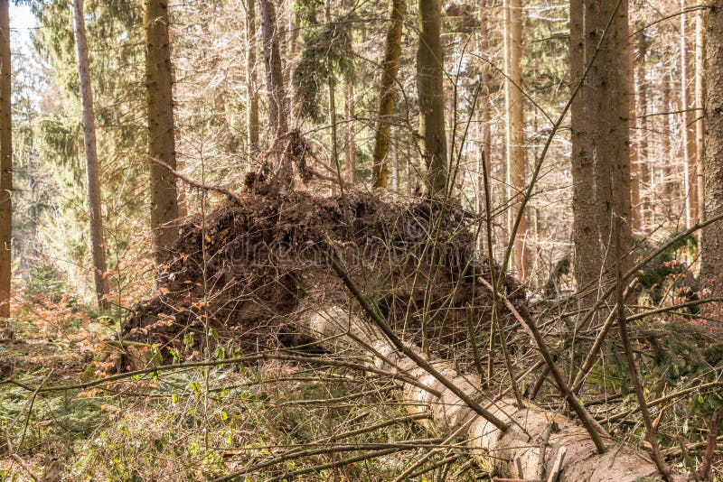 Big Fallen Trees in the Middle of the Forest Stock Image - Image of ...