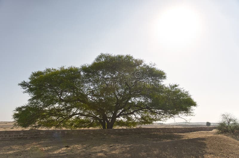 Big and Famous Arak or Peelu Tree from Thar Desert Stock Photo - Image ...