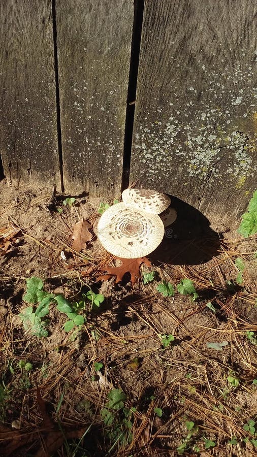 Big Farm mushrooms stock image. Image of growing, farm - 79214095
