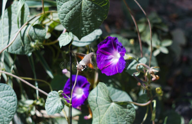 A Big Fat Butterfly Flies Around the Flower Stock Image - Image of ...