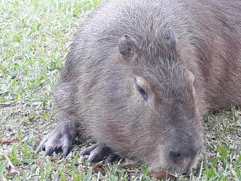 Fat Capybara Stock Photos - Free & Royalty-Free Stock Photos from ...