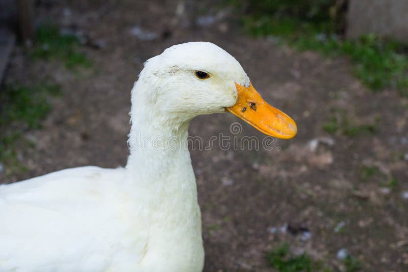 Cute Big Fat White Duck Stock Photos - Free & Royalty-Free Stock Photos ...