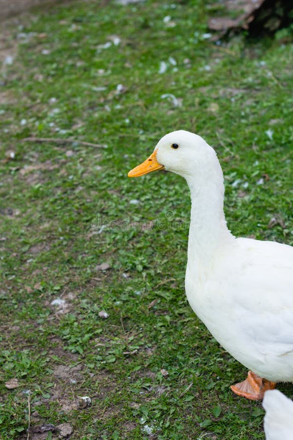 Big Fat Duck on Green Grass on Farm Stock Image - Image of scene ...