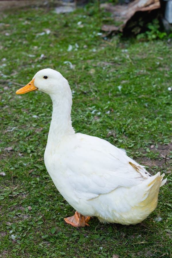 Big Fat Duck on Green Grass on Farm Stock Photo - Image of farm ...