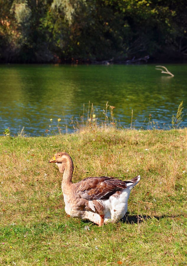 Big fat goose on a lawn stock image. Image of countryside - 76781283
