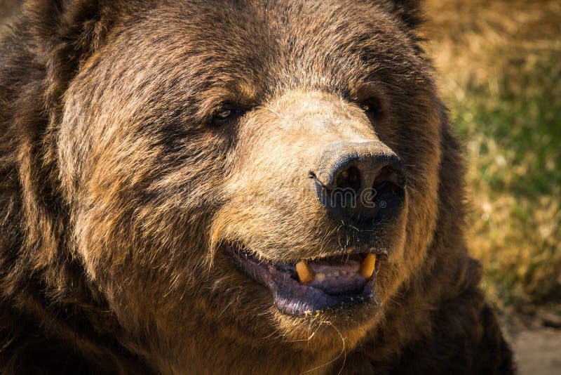 Big Fat Kodiak stock image. Image of game, wildlife, huge - 79262041