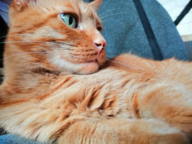 Big fat orange cat stock image. Image of carnivore, home - 146037529