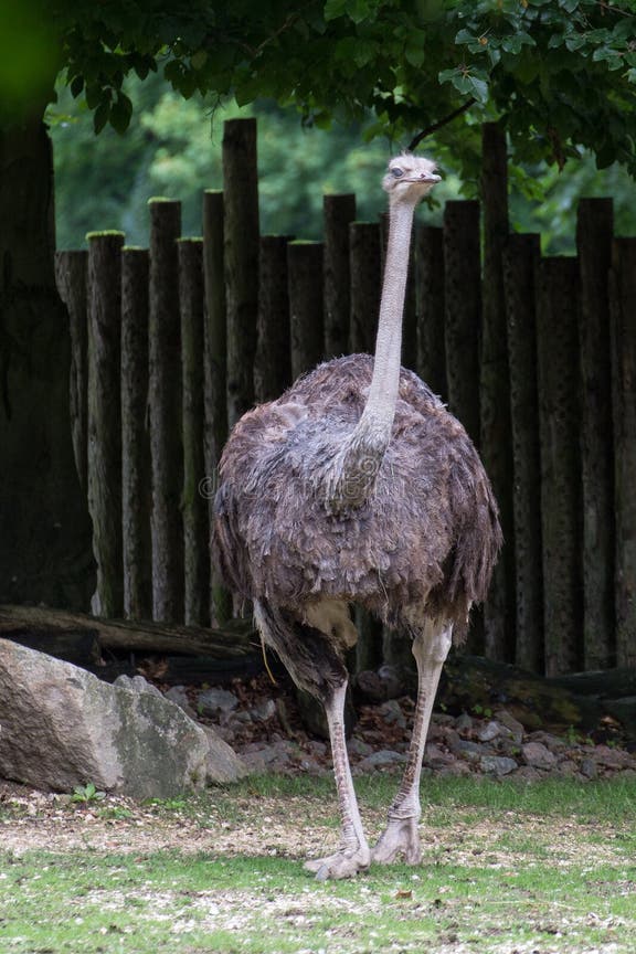 Ostrich stock image. Image of fear, african, legs, bird - 101840867
