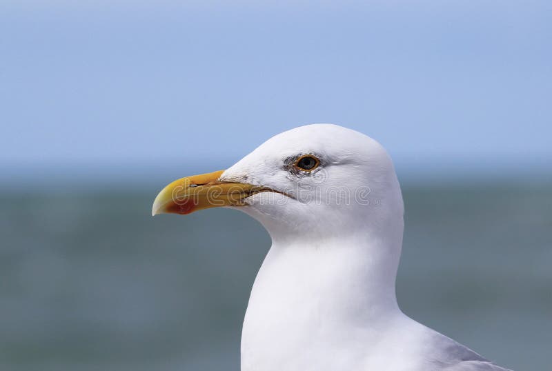 A Big Fat Seagull Stares Forward Stock Photo - Image of dark, symbol ...