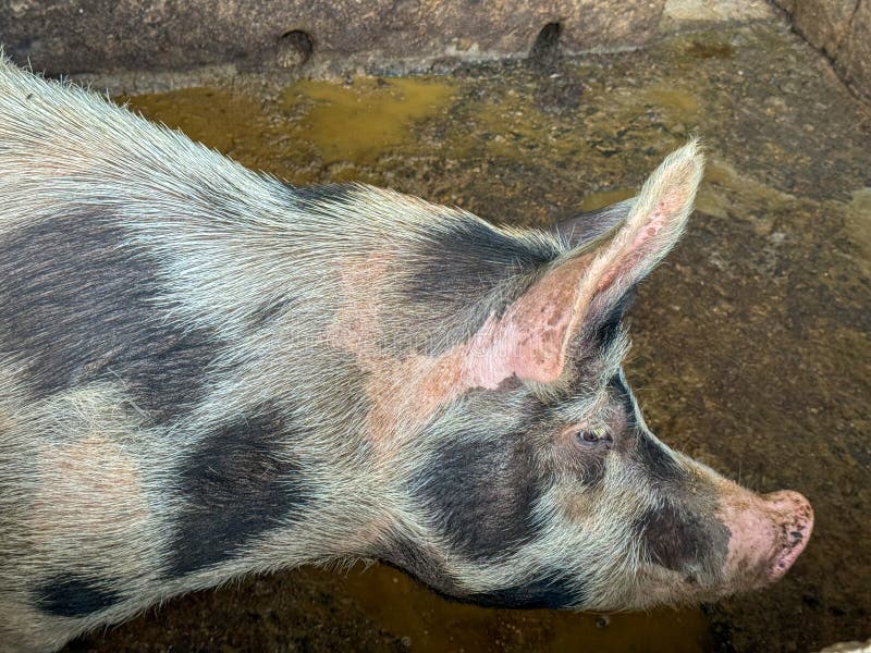 Big fat tabby pig aside stock image. Image of mammal - 322205113