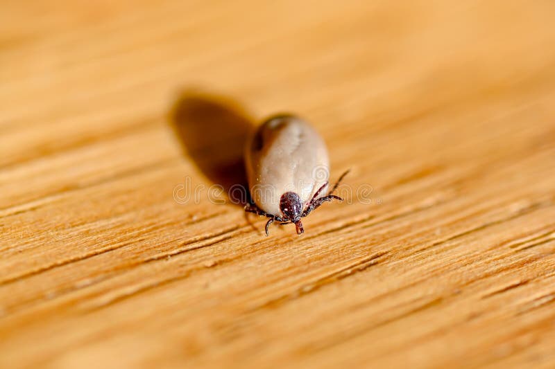 Big tick stock photo. Image of female, isolated, animal - 16879138