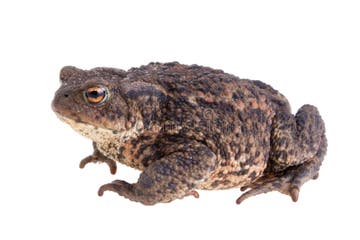 Big fat toad stock image. Image of animal, white, shot - 25798905