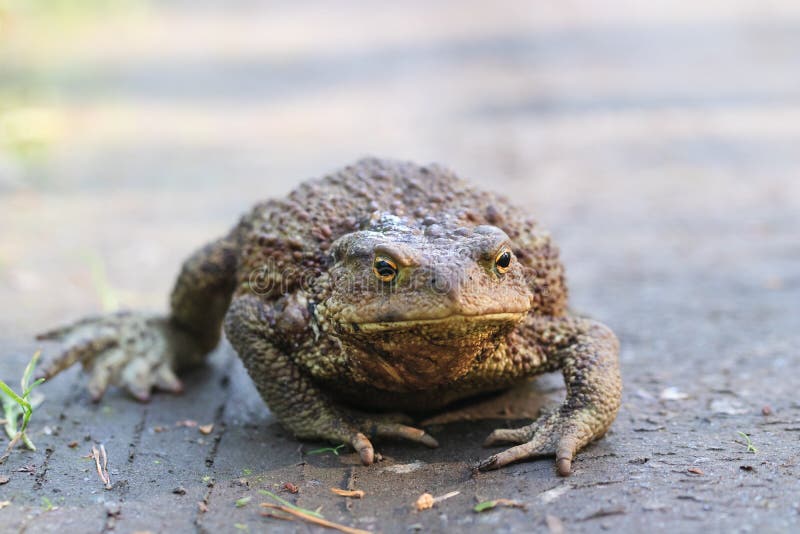 Big Fat Toad Crawling Along the Grass Path Stock Image - Image of ...